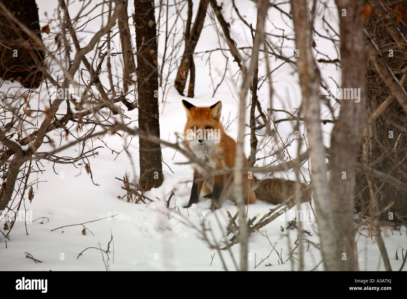 Red fox in forest photo and image hi-res stock photography and images ...