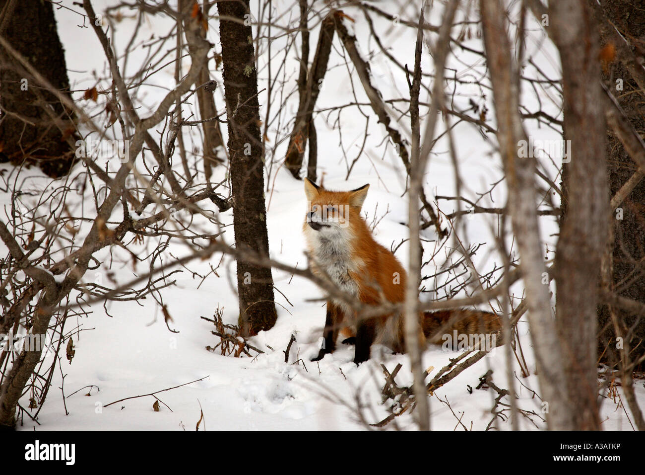 Red fox in forest photo and image hi-res stock photography and images ...