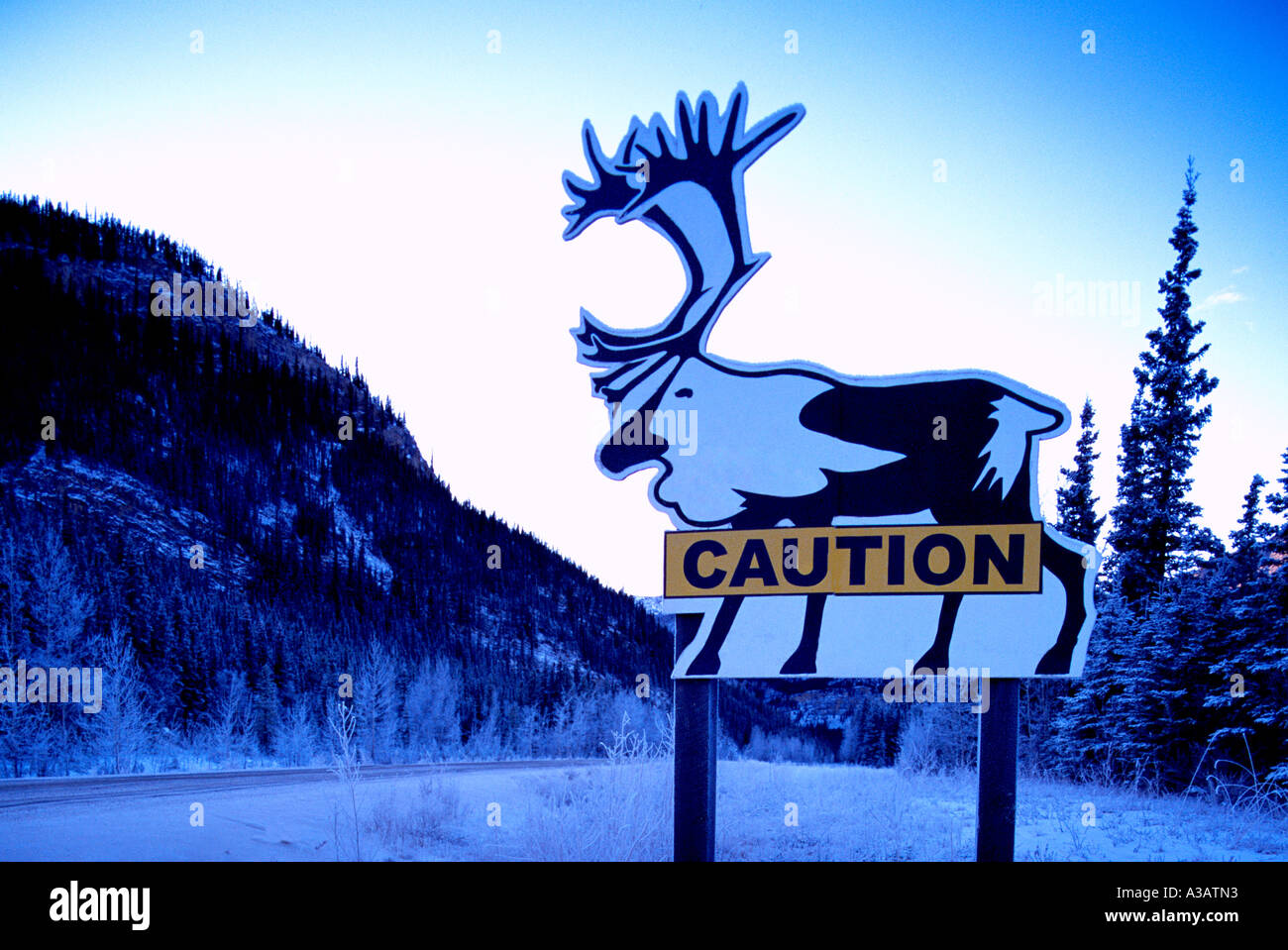 Alaska caribou winter hi-res stock photography and images - Alamy