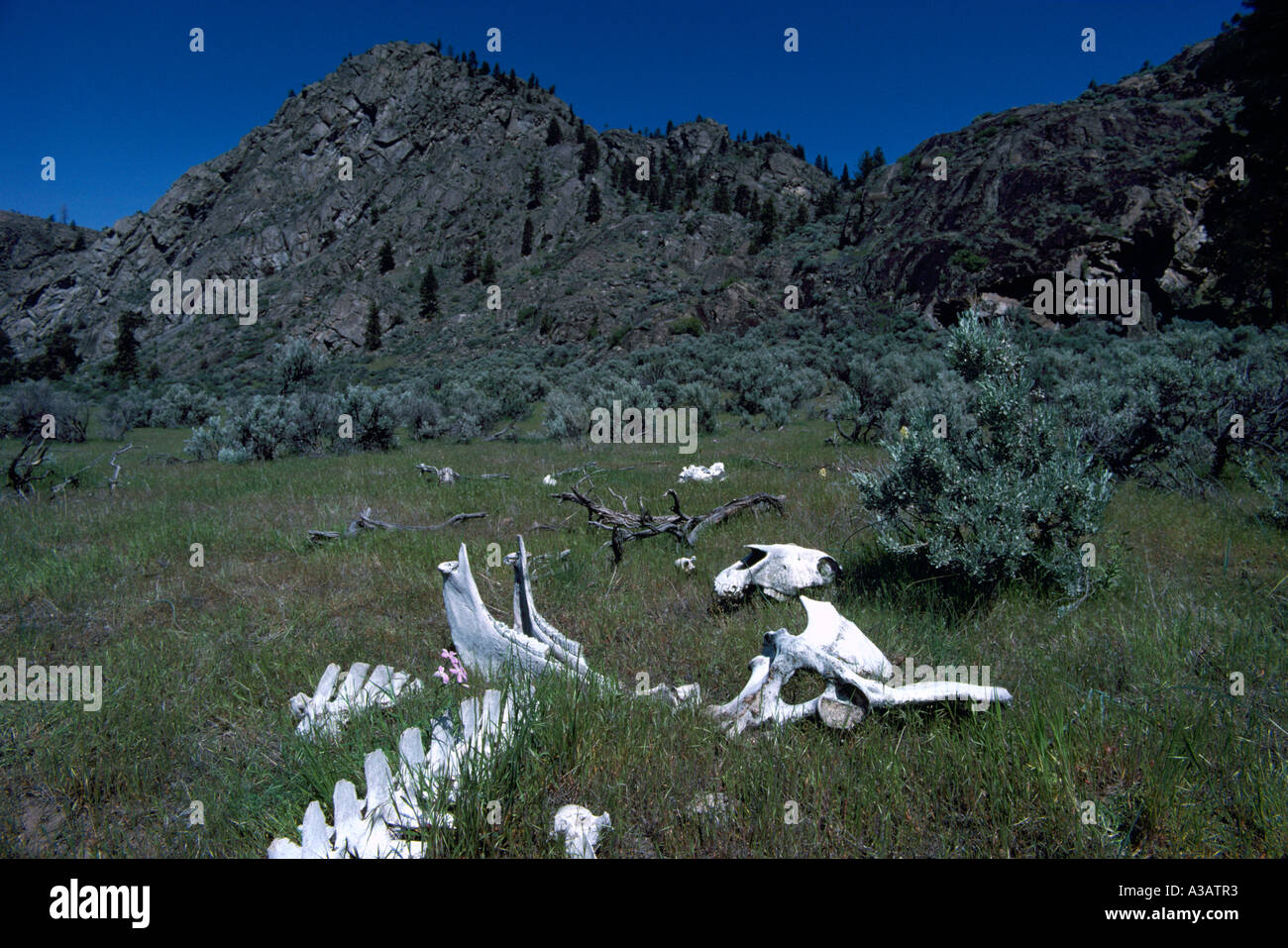 An Animal Skeleton in the Pocket Desert near Osoyoos in the South ...
