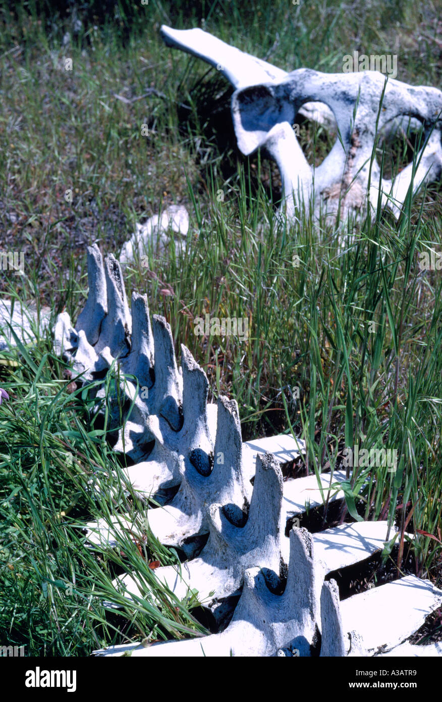 Valley of dry bones hi-res stock photography and images - Alamy