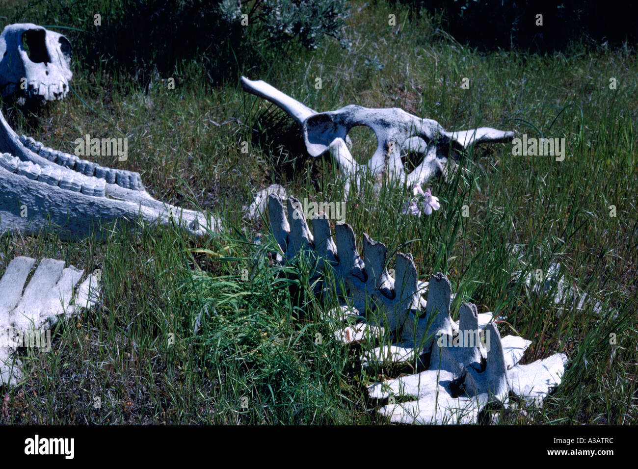 An Animal Skeleton in the Pocket Desert near Osoyoos in the South ...