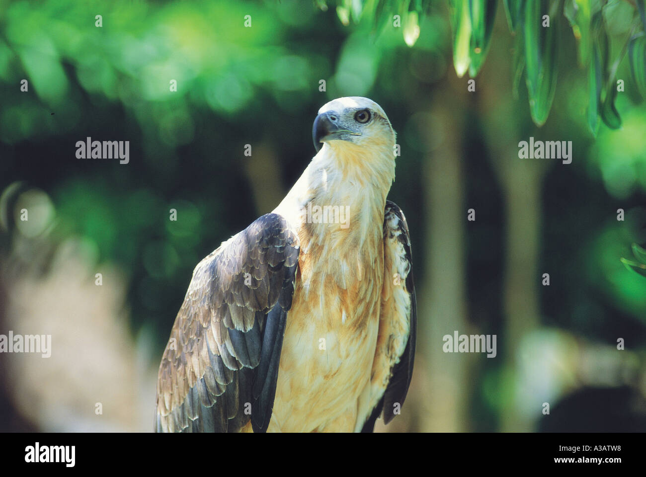 Raptorial b hi-res stock photography and images - Alamy