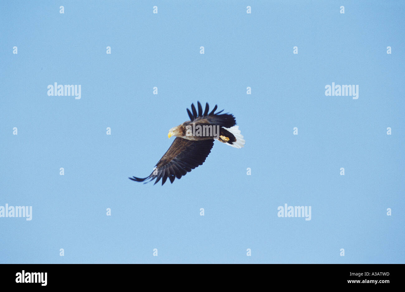 Raptorial birds hi-res stock photography and images - Alamy