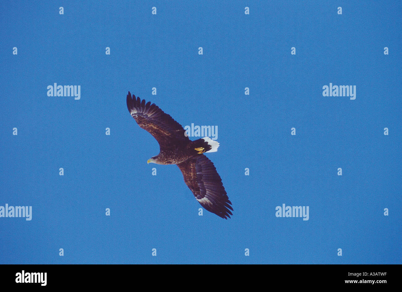 Raptorial birds hi-res stock photography and images - Alamy