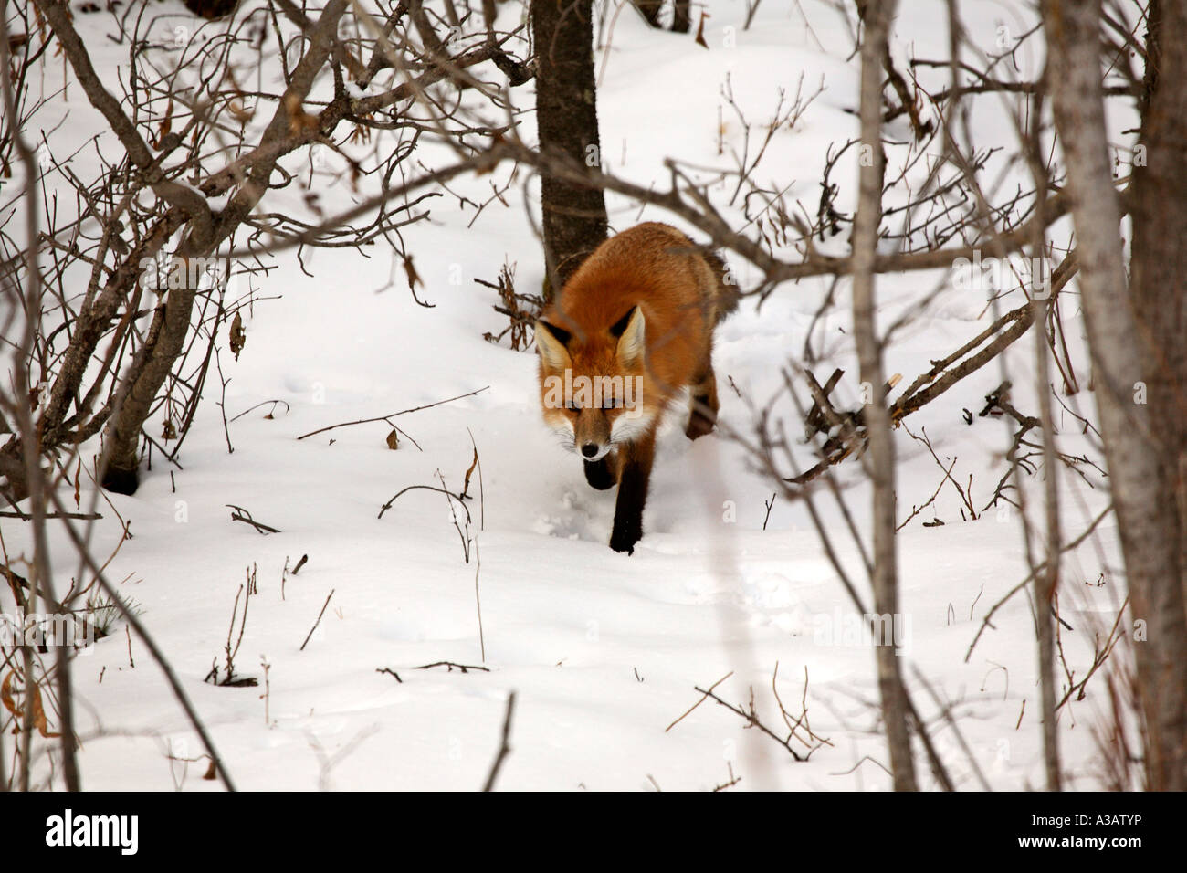 Red fox in forest photo and image hi-res stock photography and images ...
