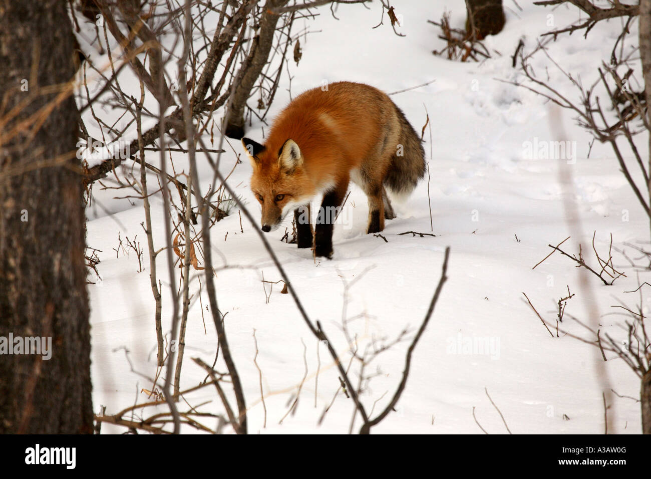 Red fox in forest photo and image hi-res stock photography and images ...