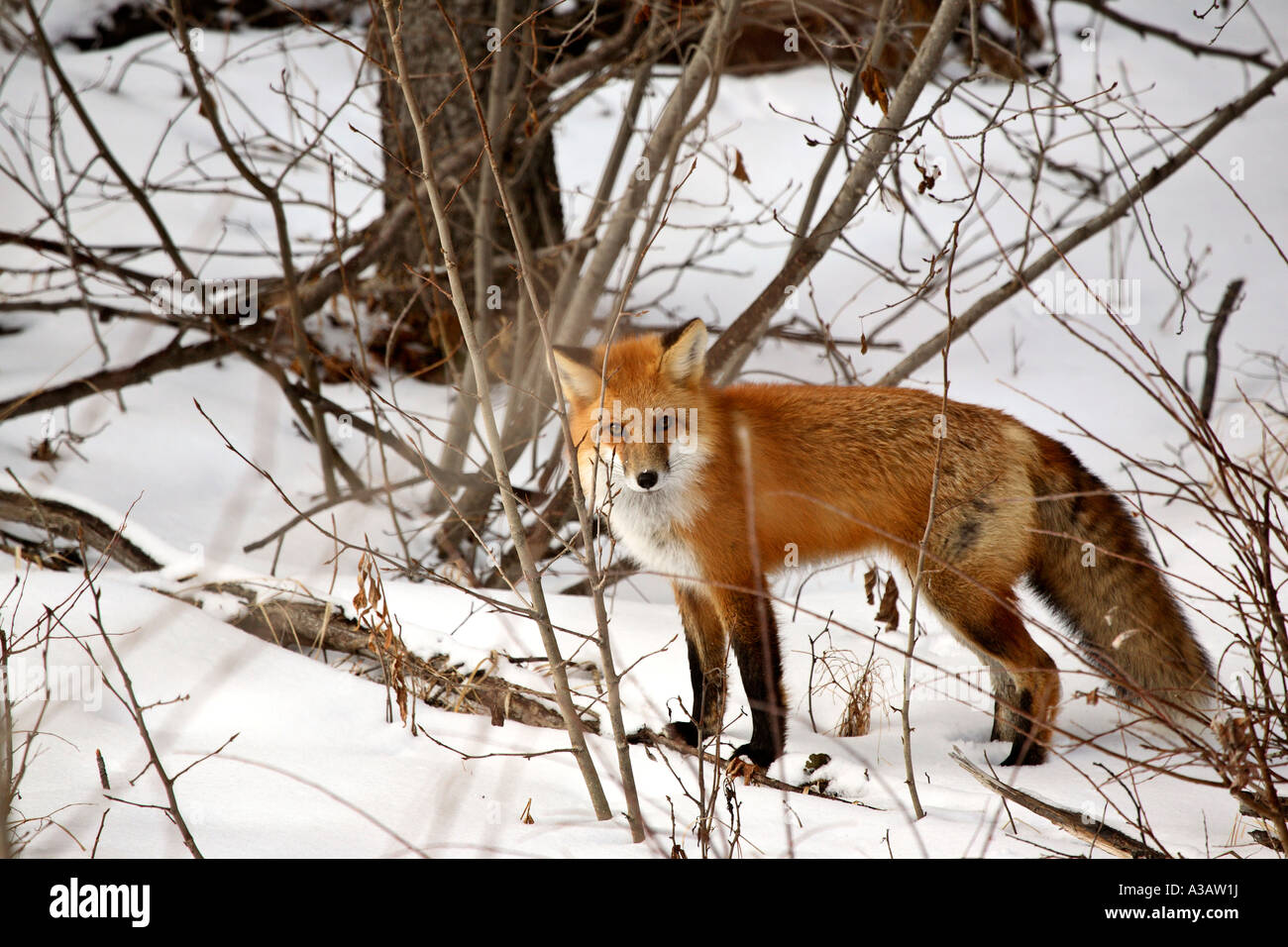 Red fox in forest photo and image hi-res stock photography and images ...