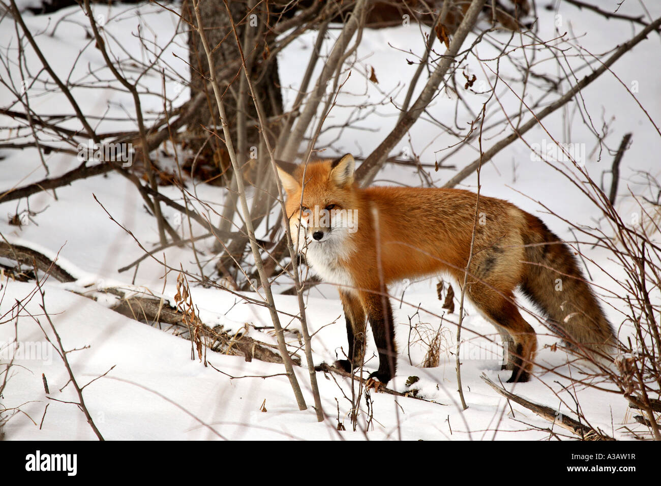 Red fox in forest photo and image hi-res stock photography and images ...