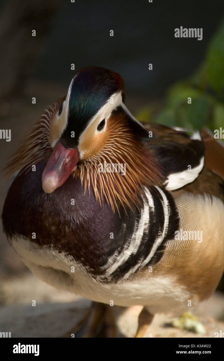 Male Mandarin Duck facing front portrait Malaysia Stock Photo - Alamy