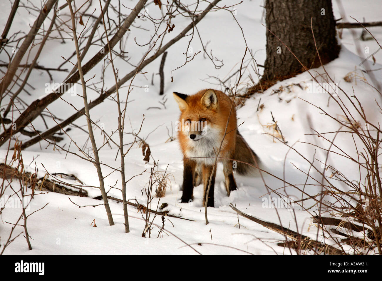 Red fox in forest photo and image hi-res stock photography and images ...