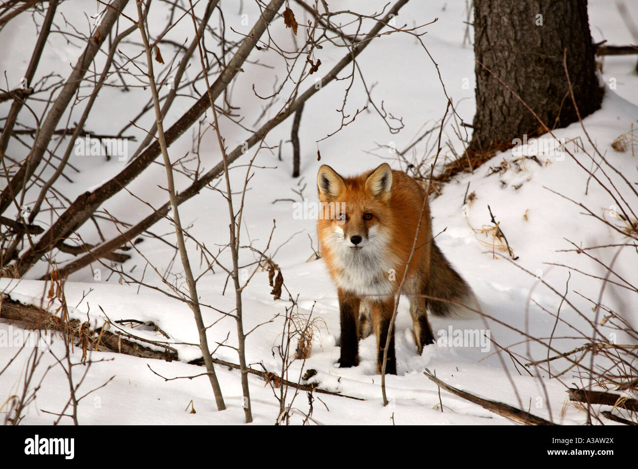 Red fox in forest photo and image hi-res stock photography and images ...