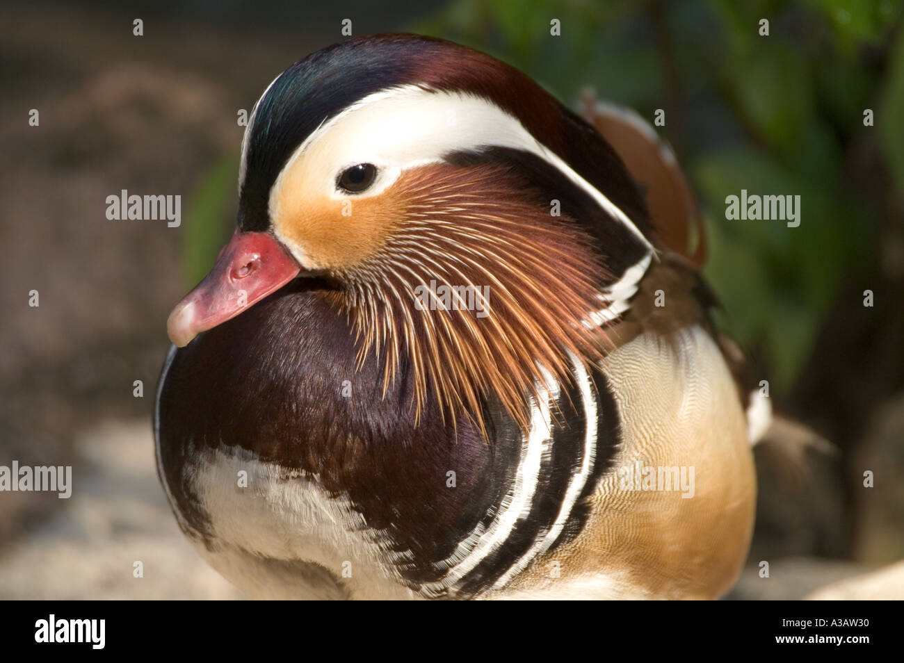 Male Mandarin Duck close up Malaysia Stock Photo - Alamy