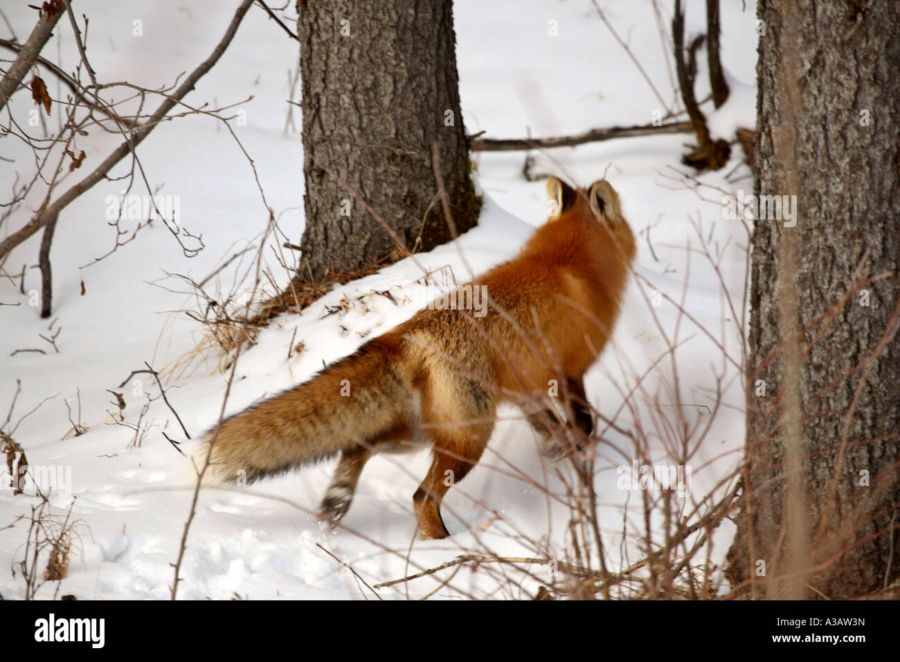 Red fox in forest photo and image hi-res stock photography and images ...