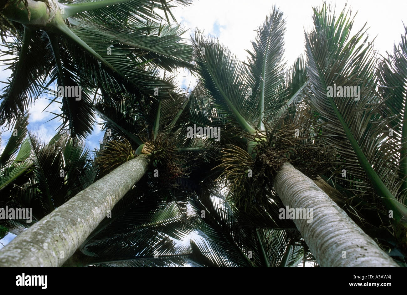 Tree nikau palm native hi-res stock photography and images - Alamy
