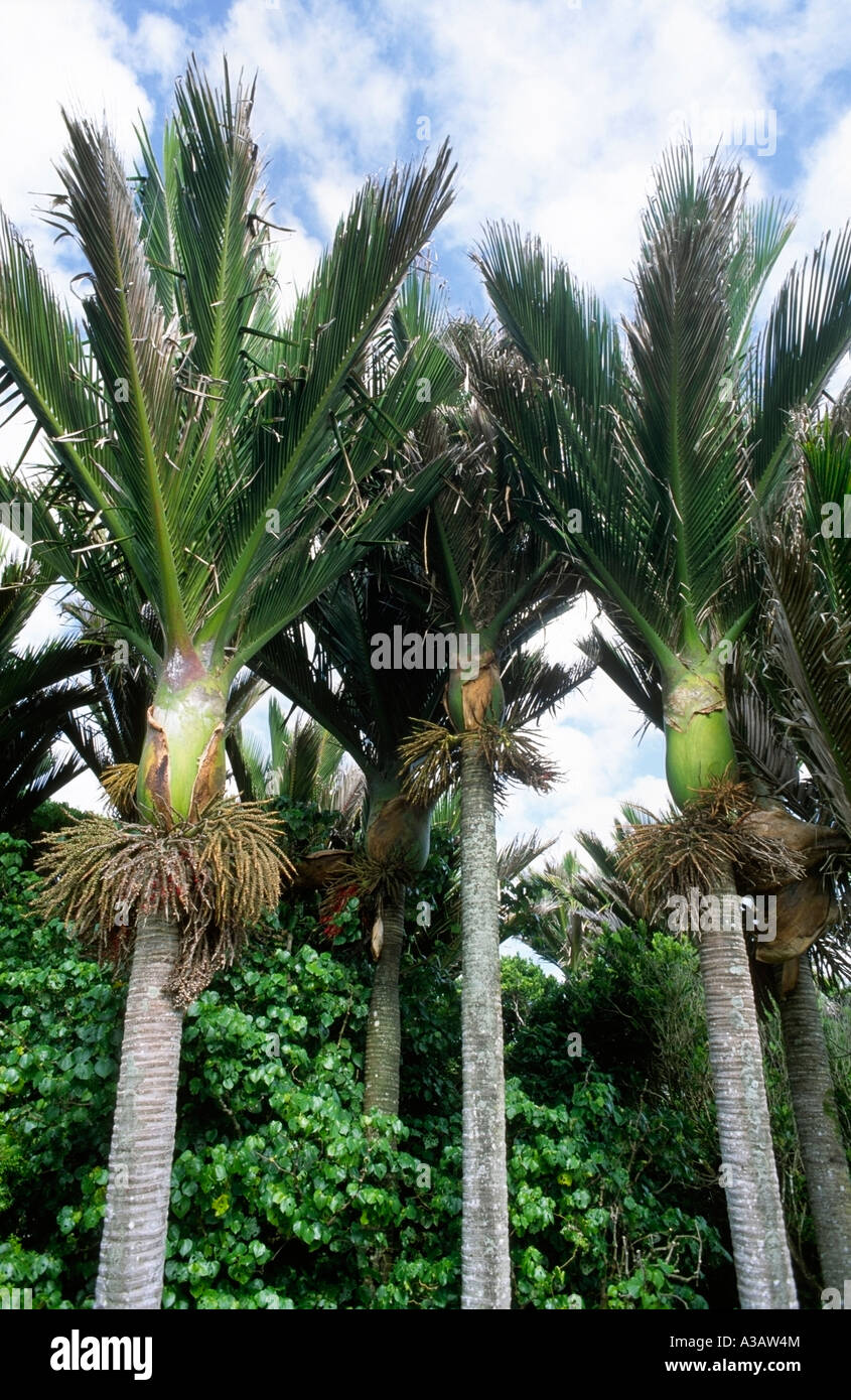 Nikau Palms Rhapalostylis sapida West Coast South Island New Zealand ...