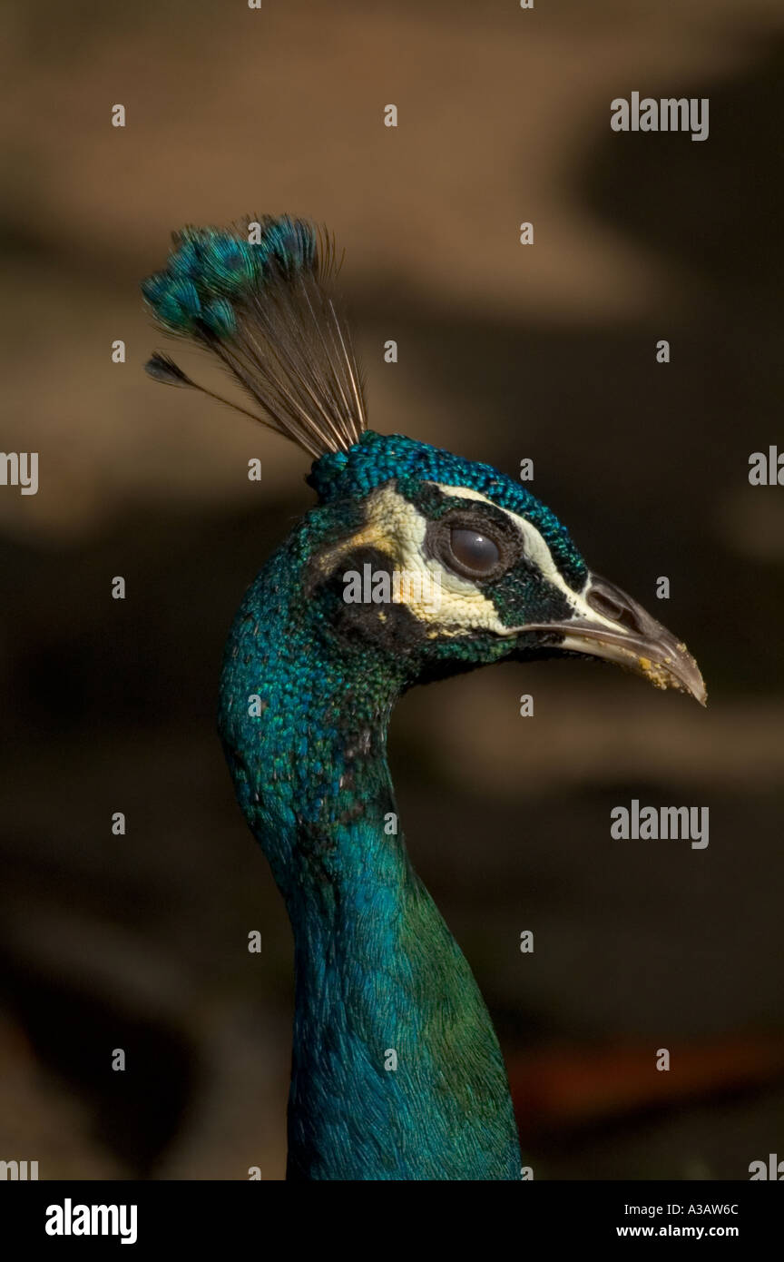 Green peafowl Pavo muticus Peacock head close up portrait Malaysia ...
