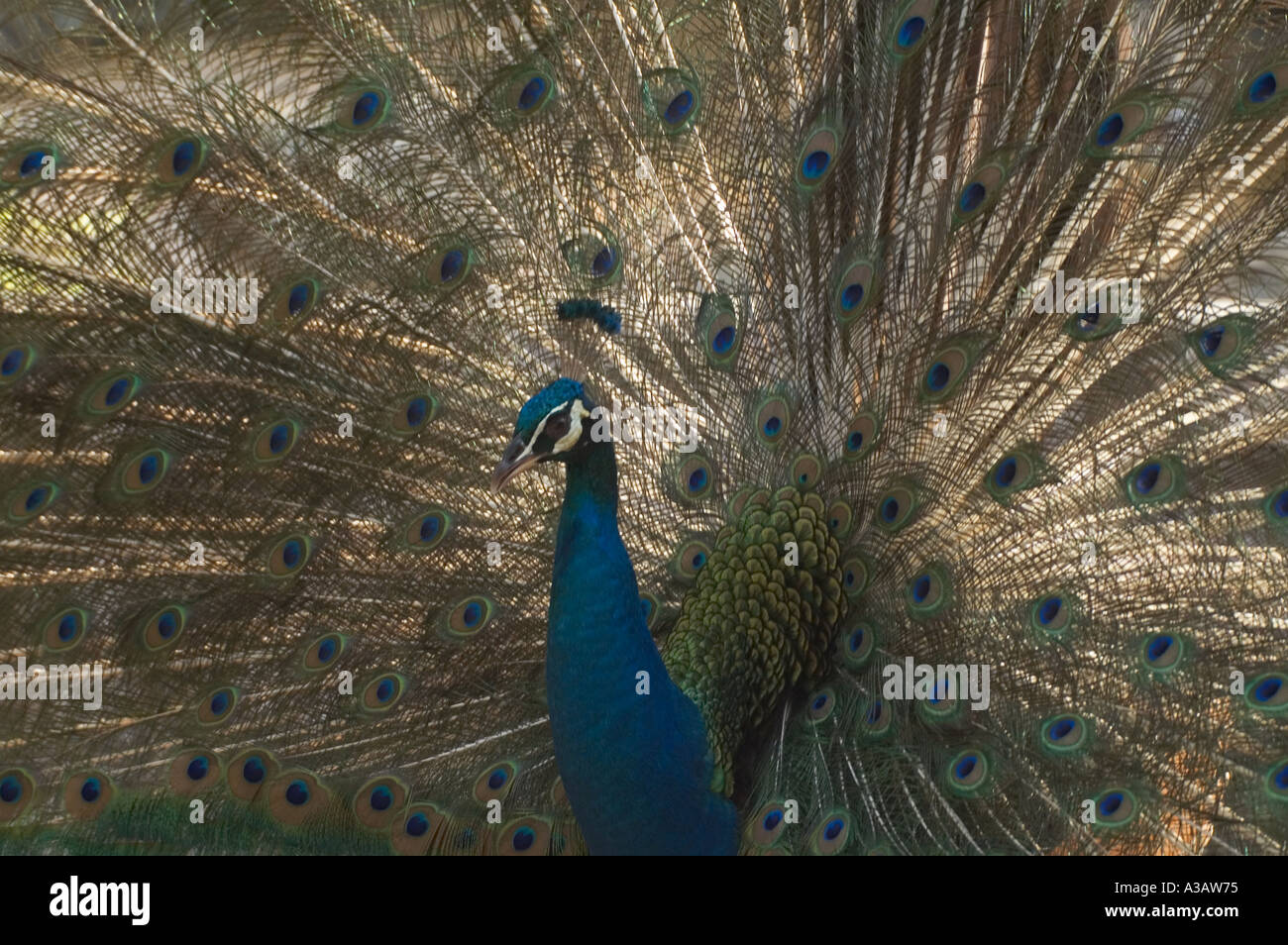 Green peafowl Pavo muticus Peacock tail display facing left Malaysia ...