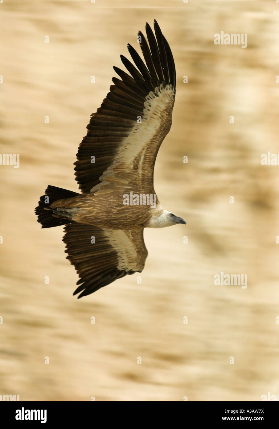 Griffon Vulture (Scientific name: Gyps fulvus) flight at nest site at ...