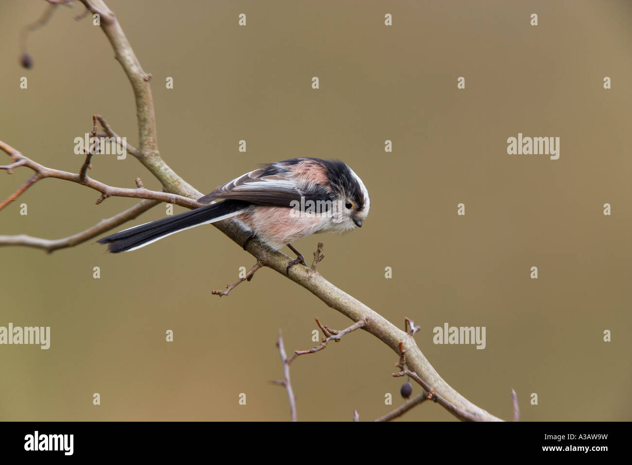 Long-tailed tit Aegithalos caudatus sat on twig looking alert with nice ...