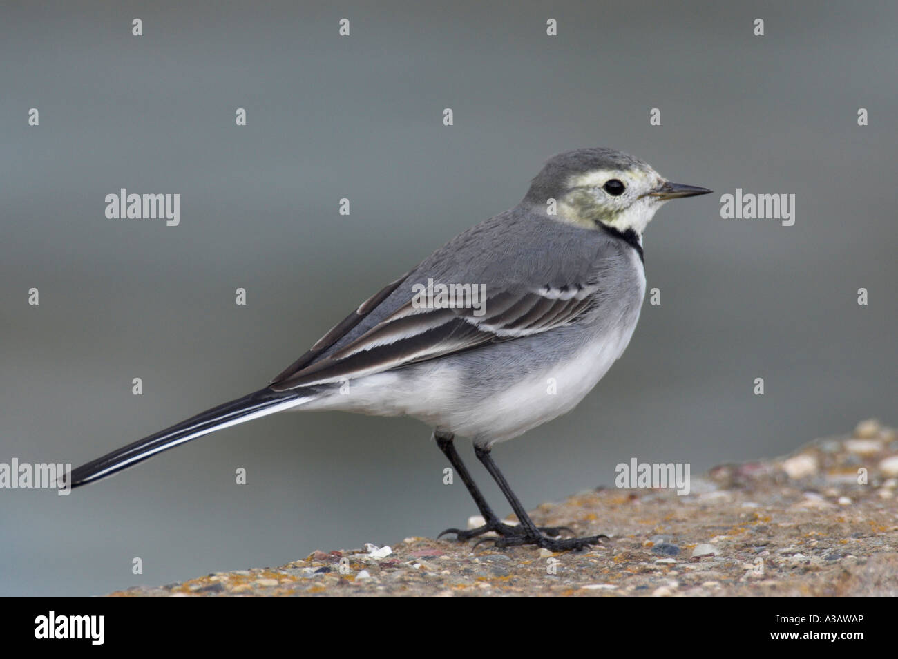 White Wagtail. Motacilla alba Stock Photo - Alamy