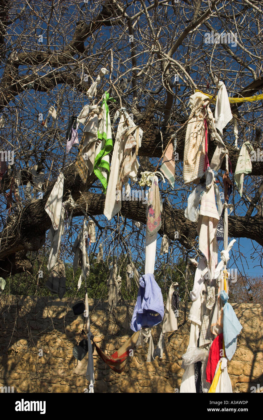 Healing Tree. “St Solomon's Catacombs” Paphos Cyprus Stock Photo - Alamy