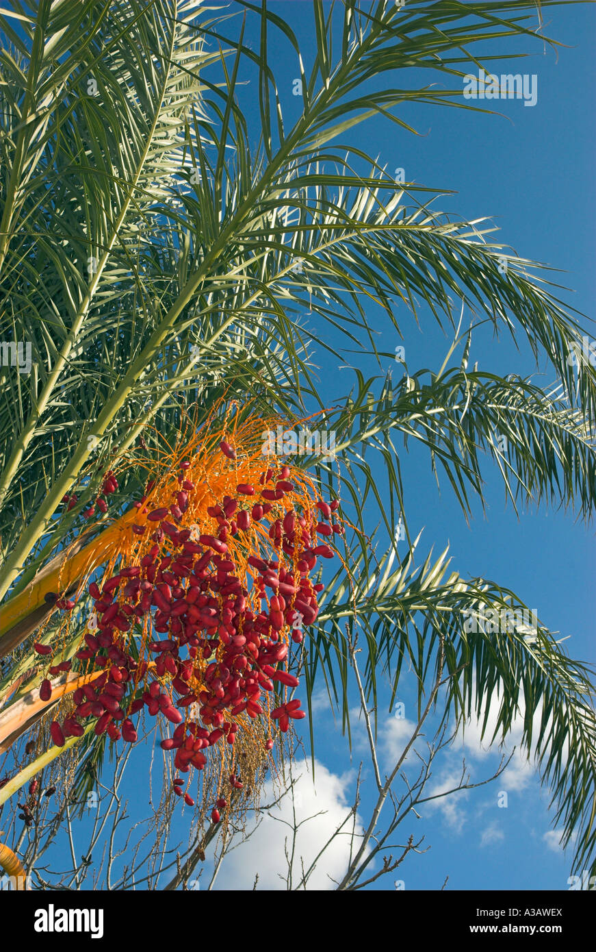 Fruiting Date Palm tree Stock Photo - Alamy