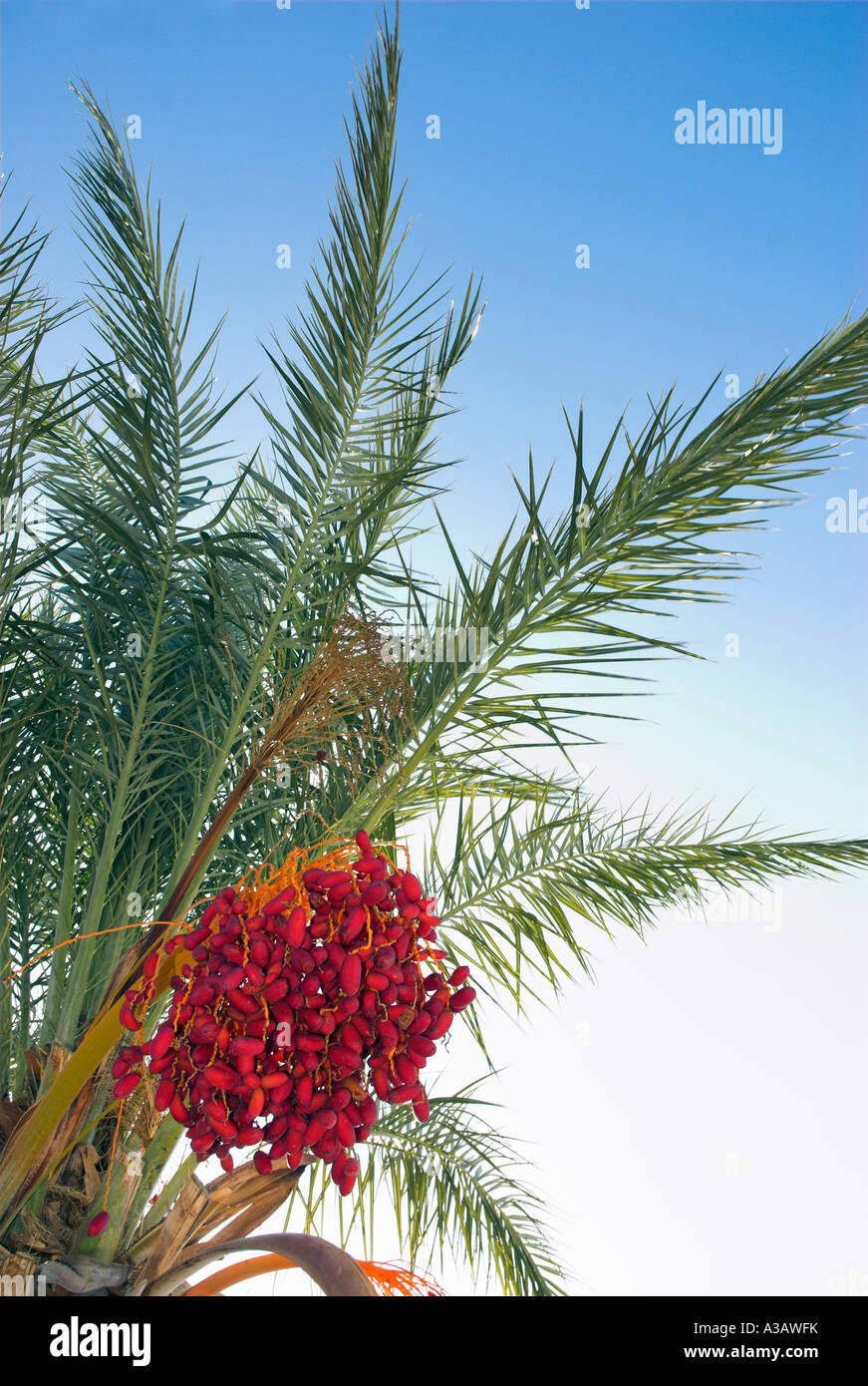 Fruiting Date Palm tree Stock Photo - Alamy