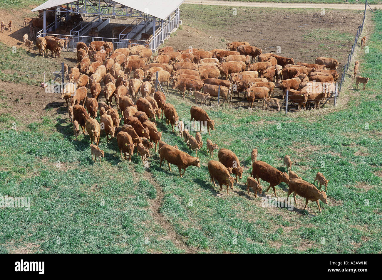 The Stock farm of cows in Korea Stock Photo - Alamy