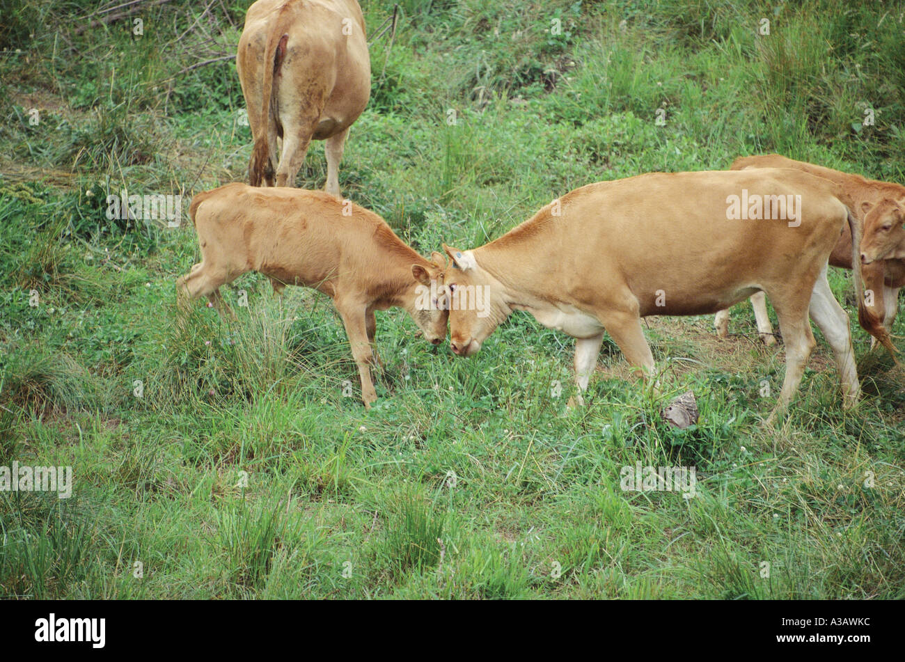 Korean cow hi-res stock photography and images - Alamy