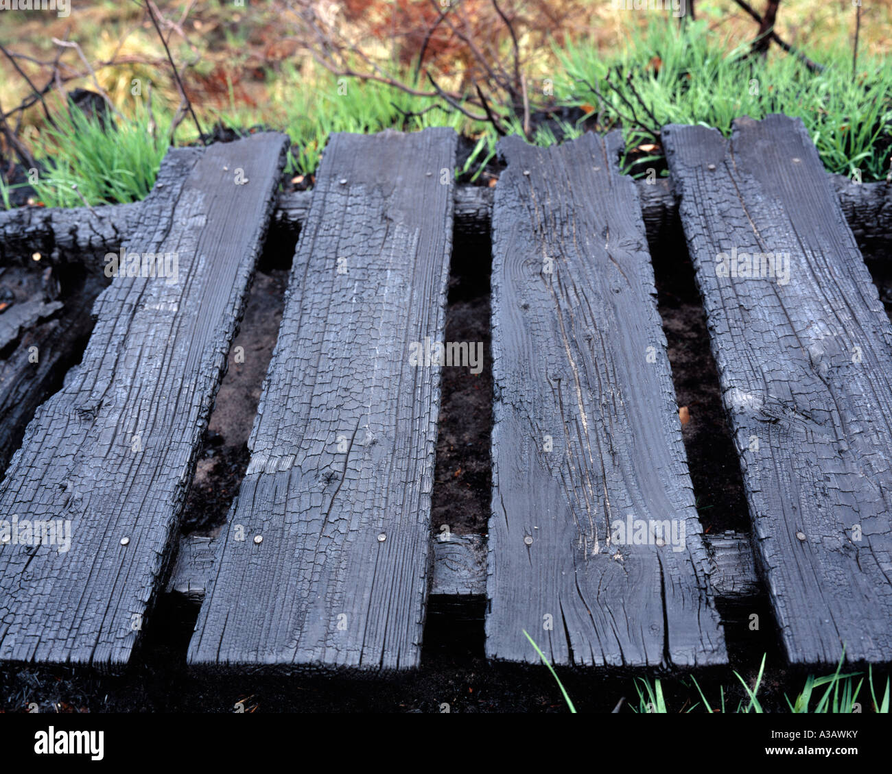 Burnt planks of a woodland walkway at the scene of a forest fire on ...