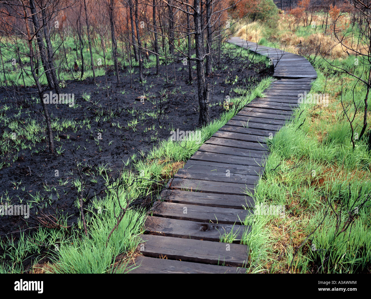 Partially burnt woodland and path after a fire on Thursley Common ...