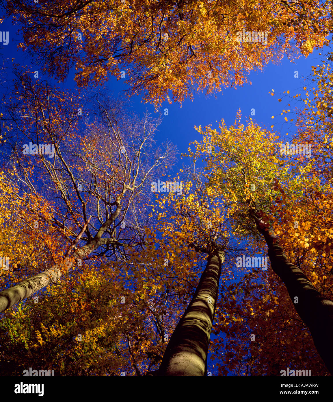Tall trees sky kent woodland hi-res stock photography and images - Alamy