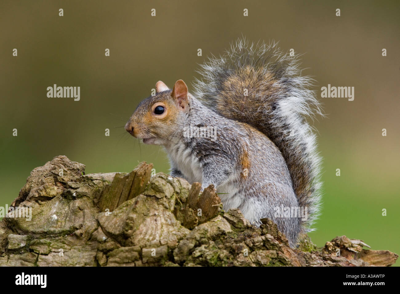 Grey squirrel Sciurus carolinensis standing on log looking alert with tail up and nice ...