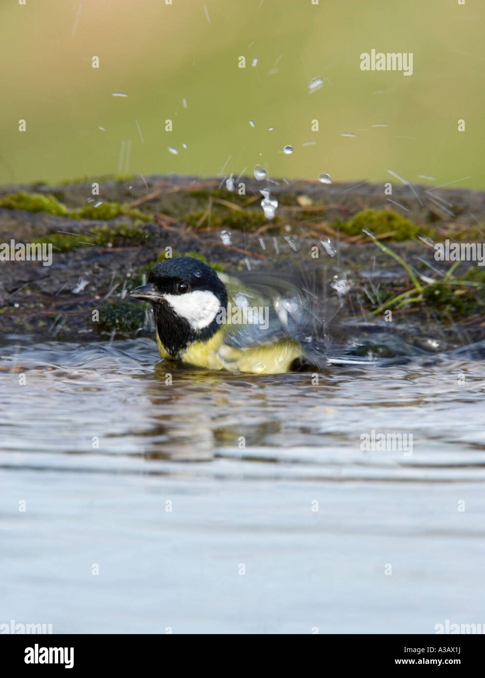 Great tit Parus major bathing in pond splashing water around with nice ...