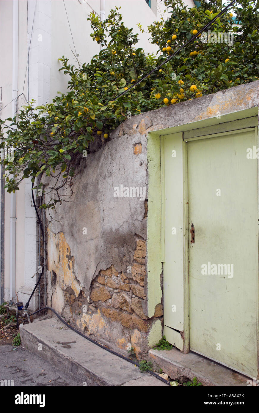Lemons growing over an old crumbling garden wall in Cyprus Stock Photo ...