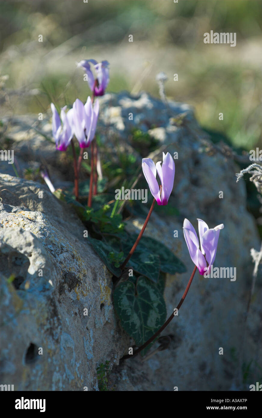Cyclamen growing wild out of the rocks in Cyprus. Cyclamen persicum ...