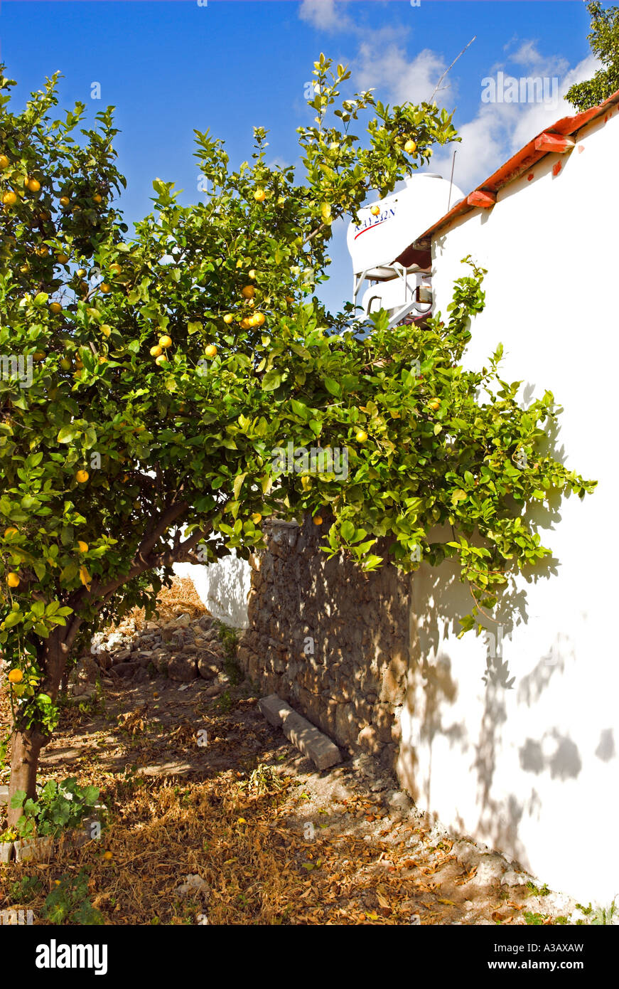 A lemon tree growing in a Cyprus garden Stock Photo - Alamy