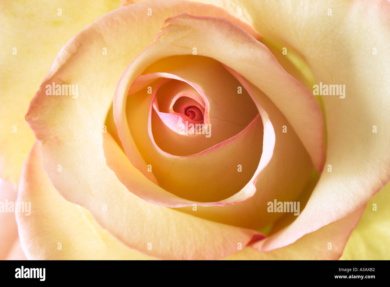 Austrian brier roses hi-res stock photography and images - Alamy