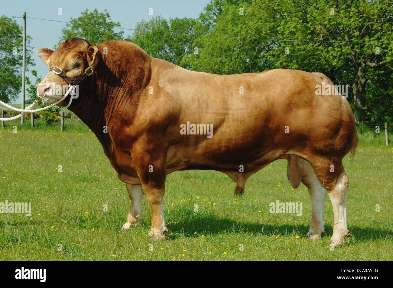 Limousin Bull in field Stock Photo - Alamy