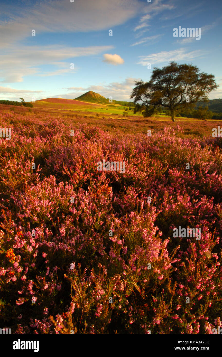 Hawnby Hill, Hawnby, Ryedale, North Yorkshire Moors Stock Photo - Alamy