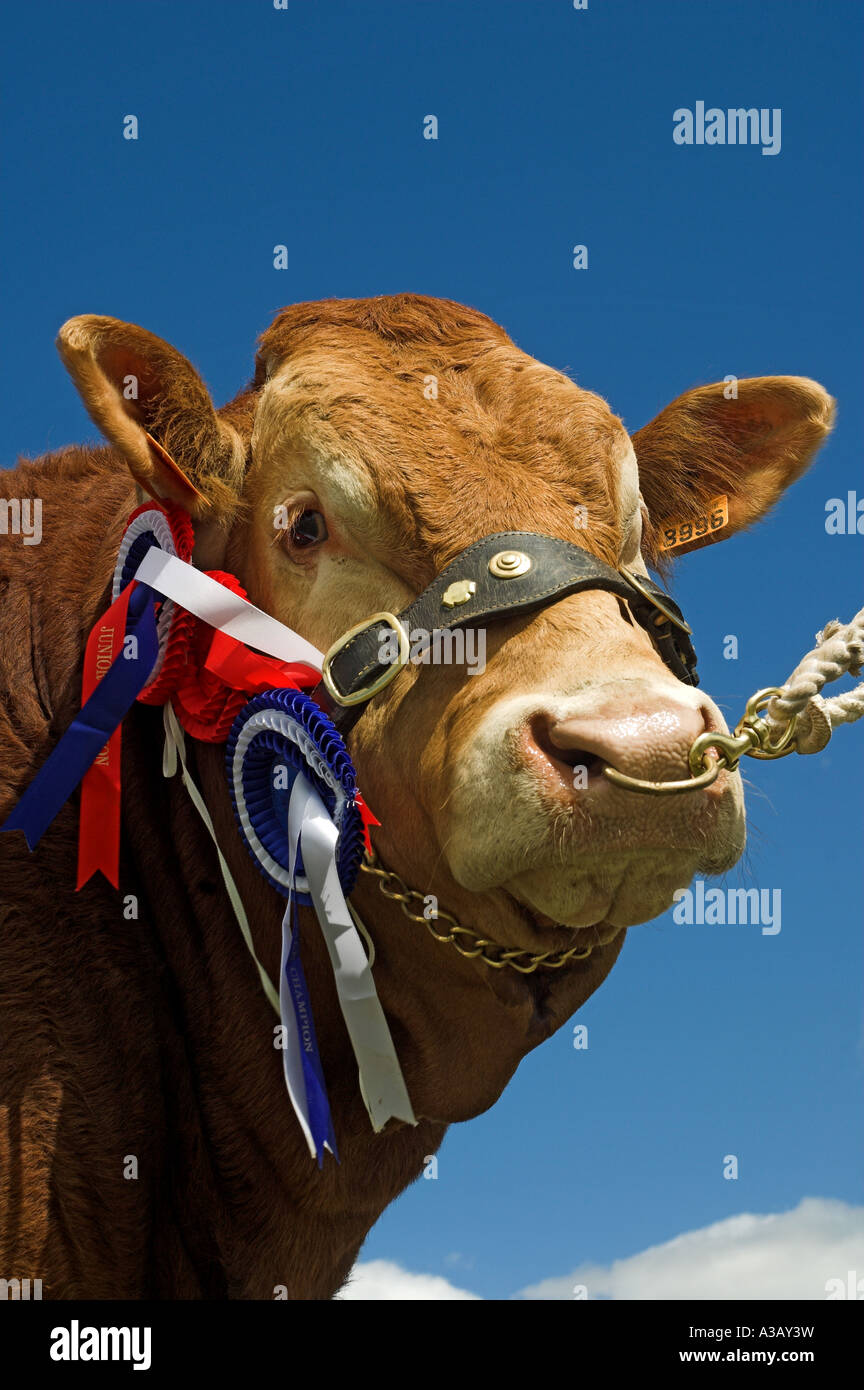 Limousin bull at show Stock Photo - Alamy