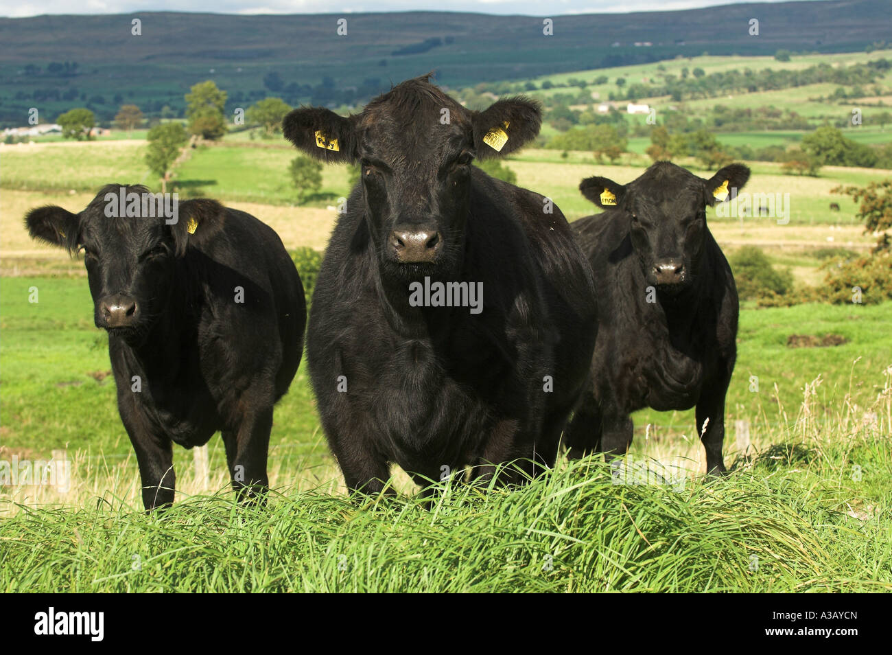 Group of Aberdeen Angus heifers Stock Photo - Alamy