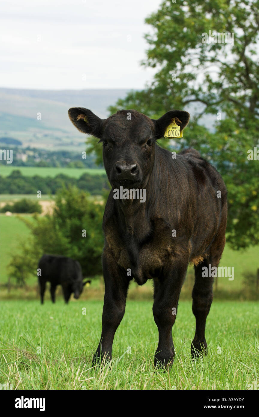 Young Aberdeen Angus calf in field Stock Photo - Alamy