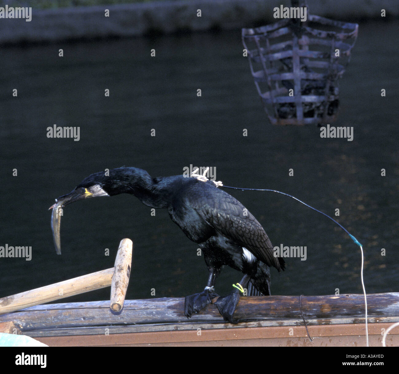 Japan Ayu Stock Photos & Japan Ayu Stock Images - Alamy