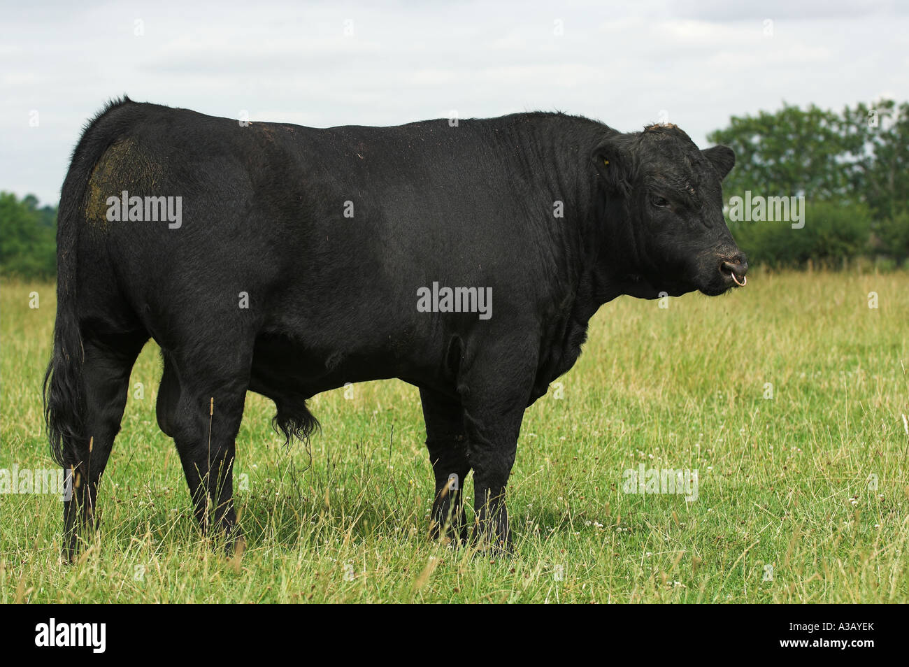 Aberdeen Angus bull in field Stock Photo - Alamy