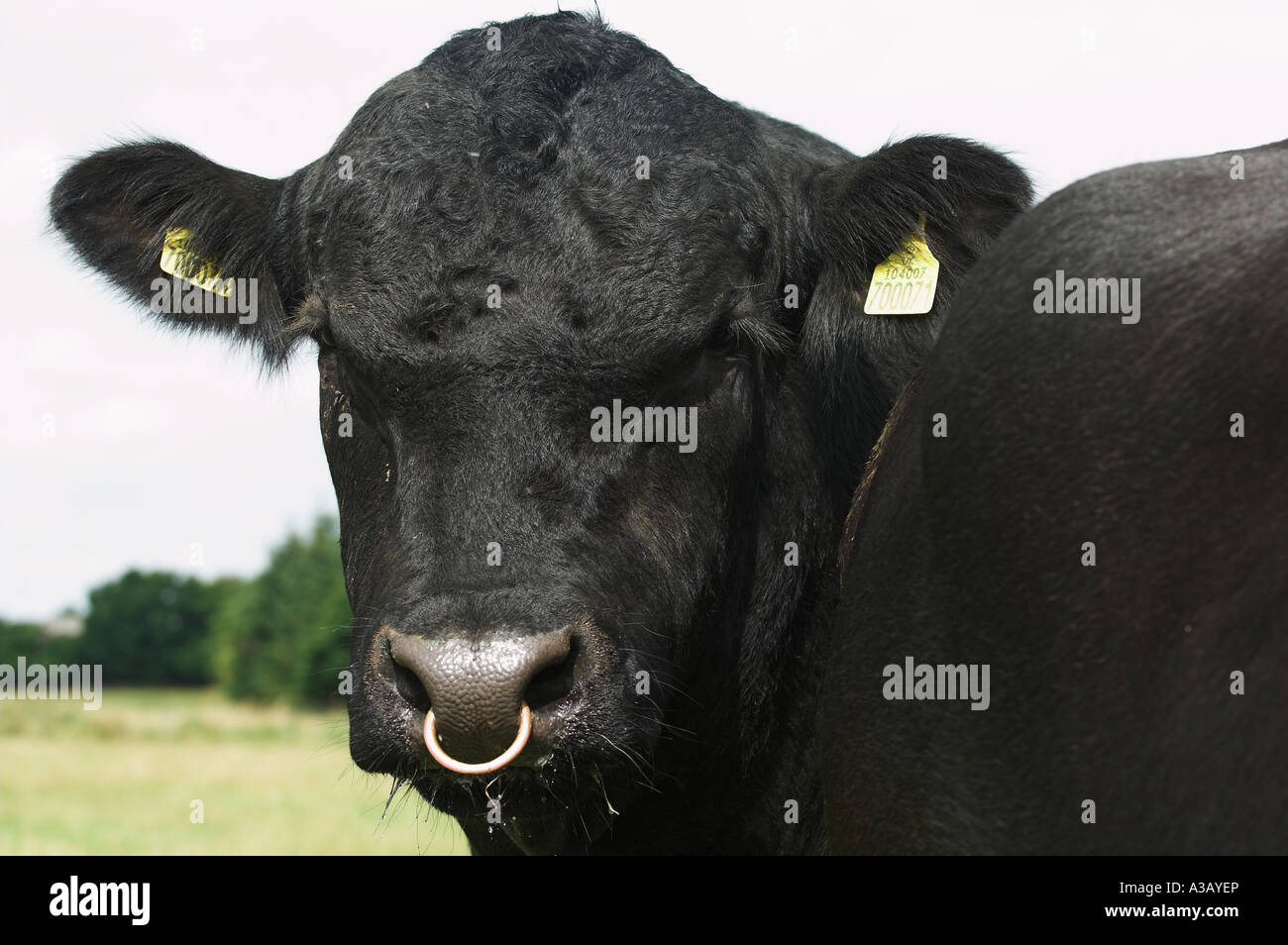 Aberdeen Angus bull with cow Stock Photo - Alamy