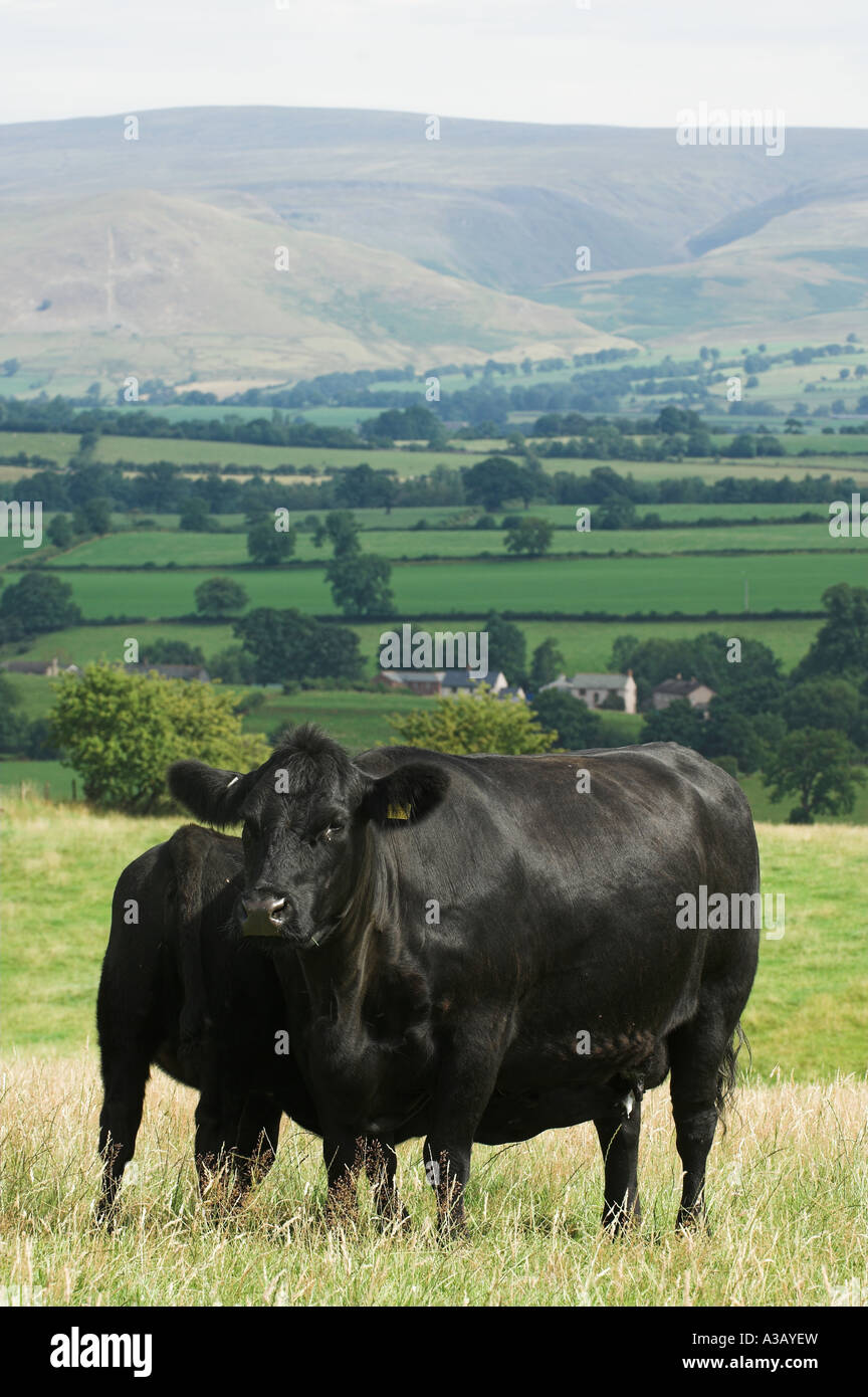 Angus cows in field Stock Photo - Alamy