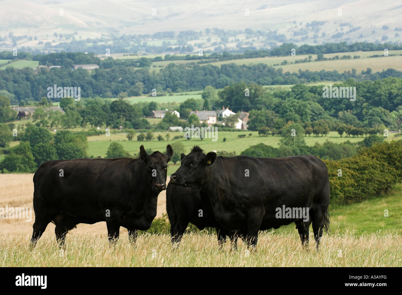 Aberdeen Angus Breed Cattle Stock Photos & Aberdeen Angus Breed Cattle ...