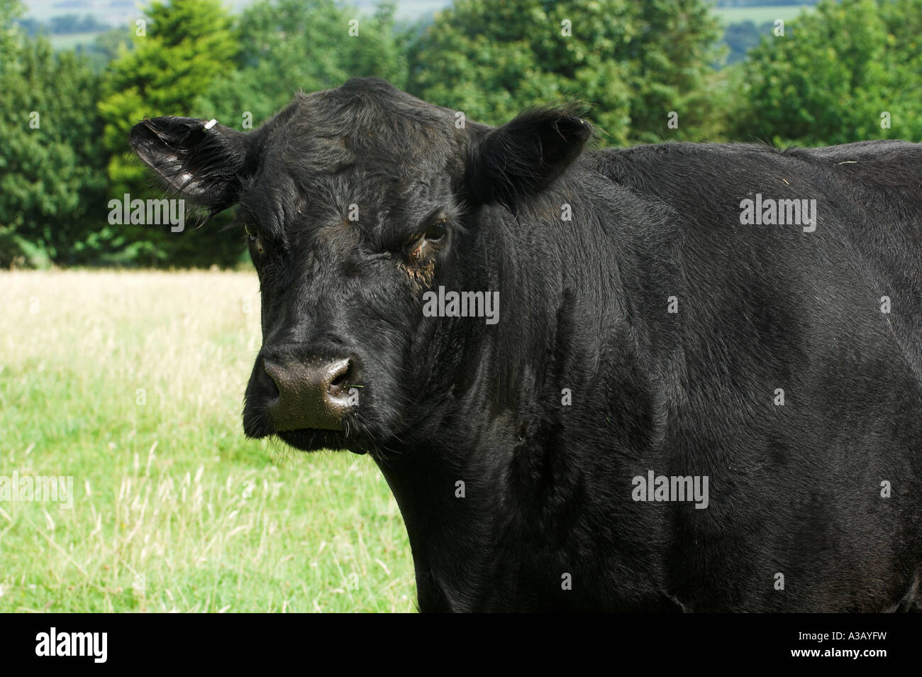 Angus cow in field Stock Photo - Alamy